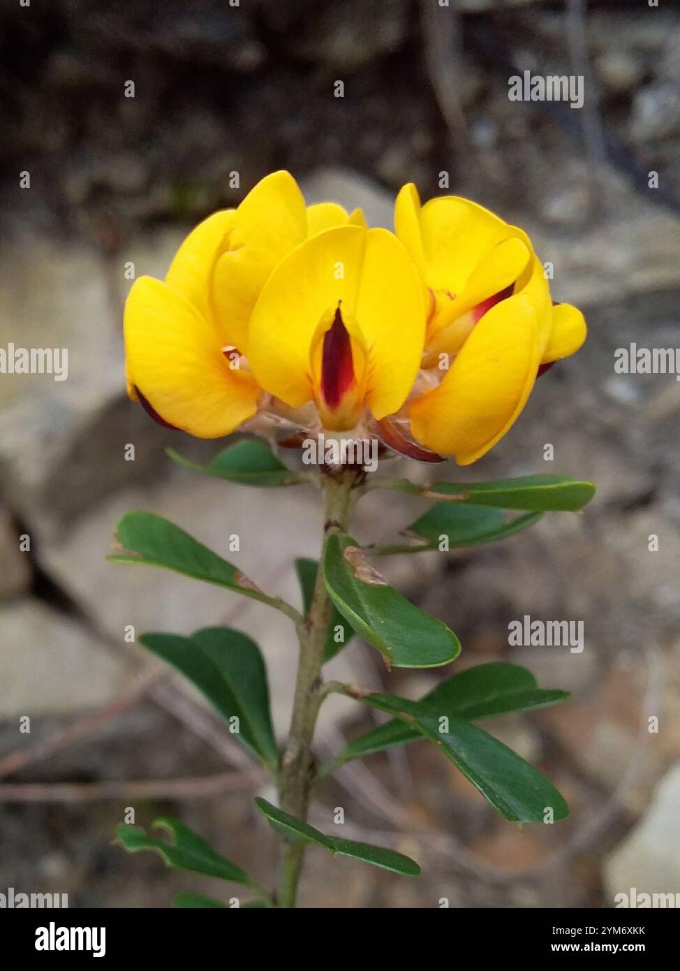 Large-leaf Bush Pea (Pultenaea daphnoides Stock Photo - Alamy