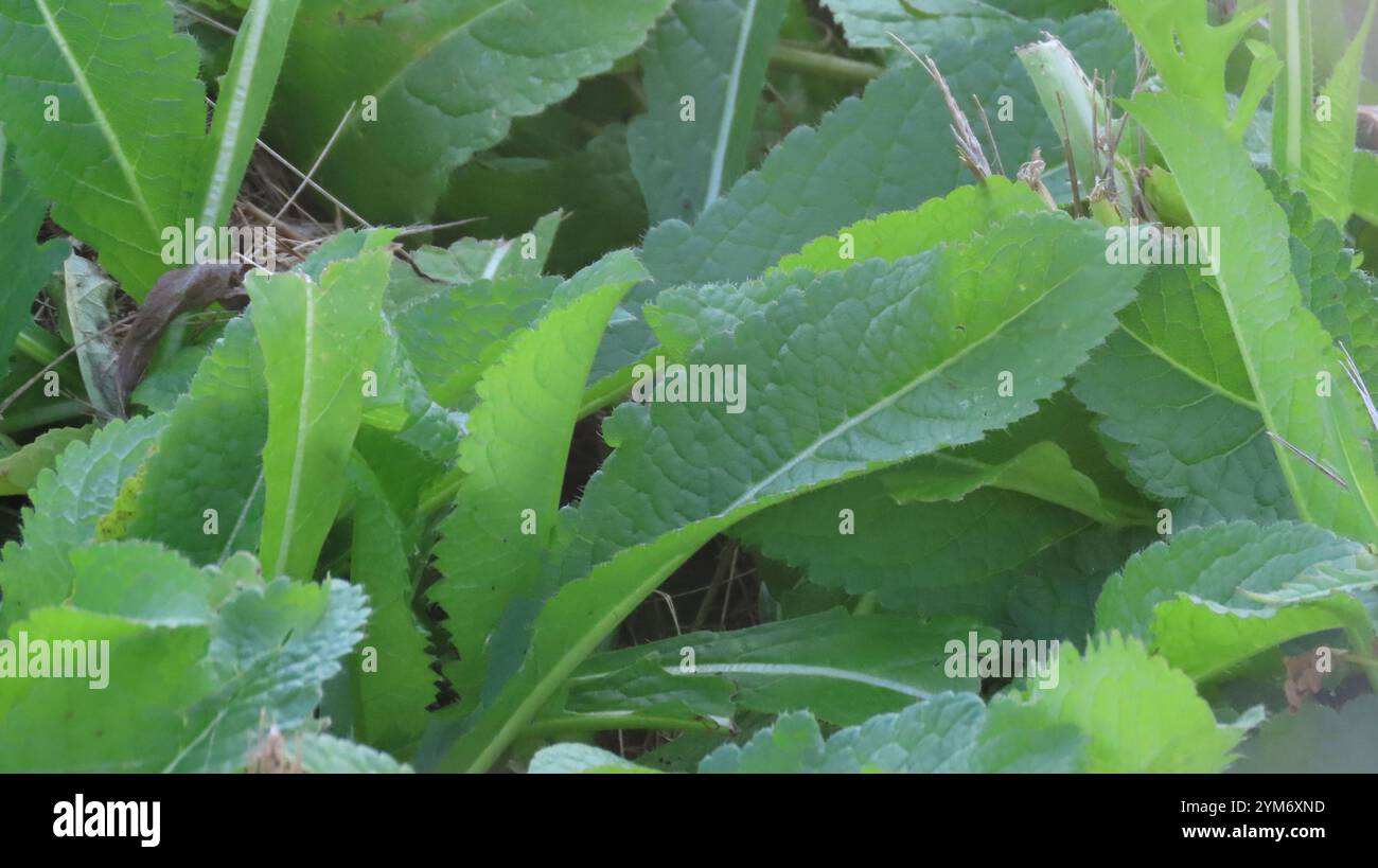 cutleaf teasel (Dipsacus laciniatus Stock Photo - Alamy