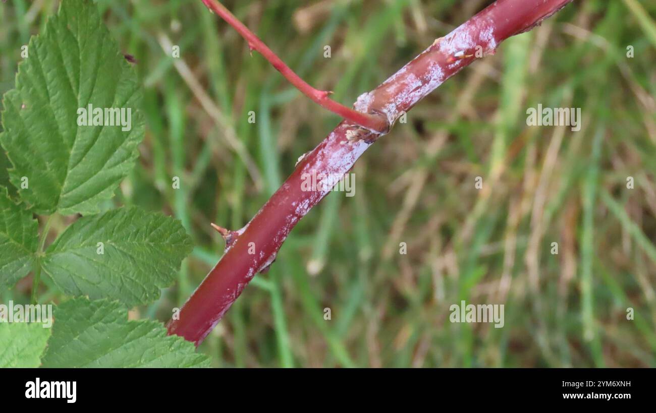 black raspberry (Rubus occidentalis Stock Photo - Alamy