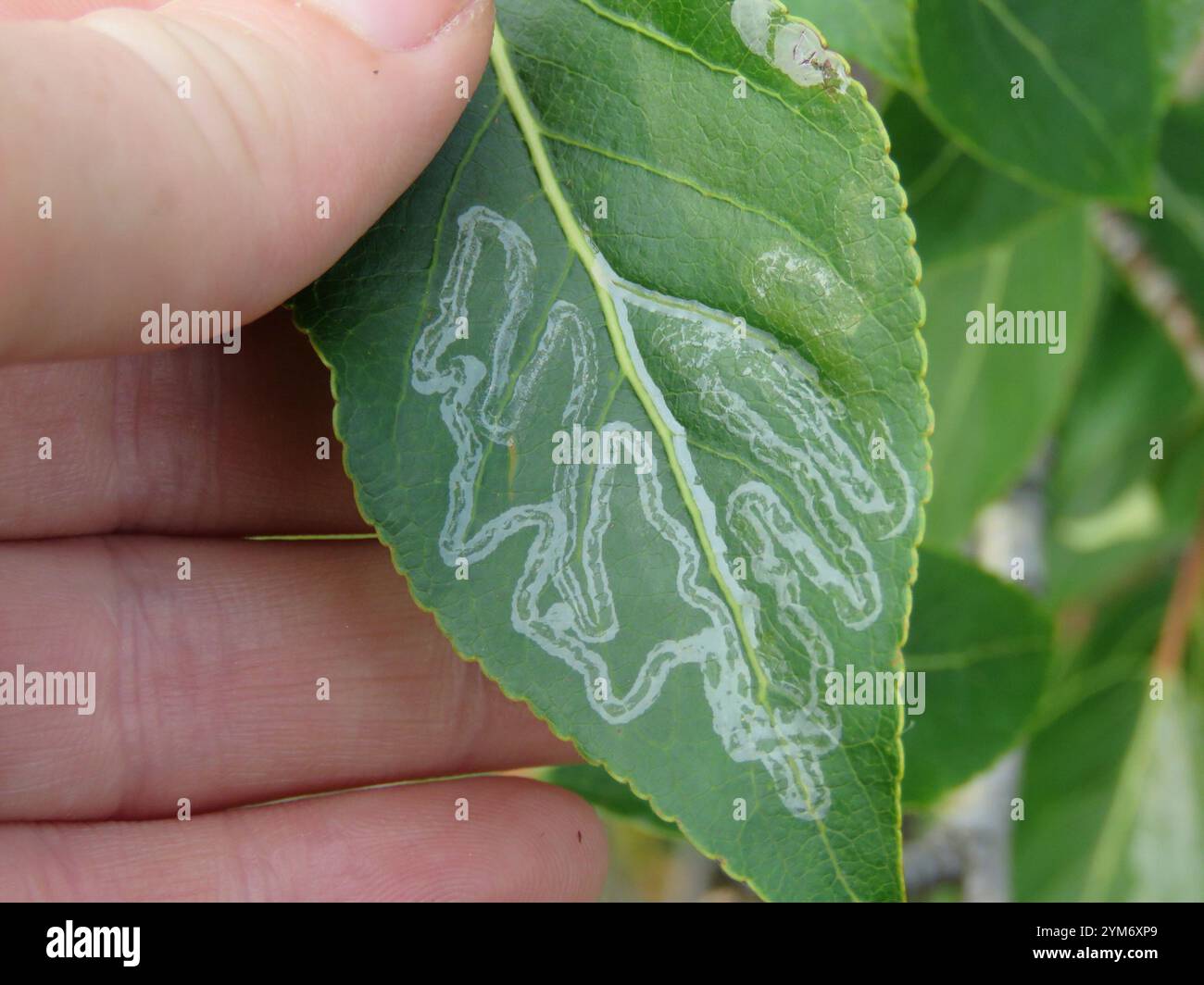 Aspen Serpentine Leafminer Moth (Phyllocnistis populiella Stock Photo ...