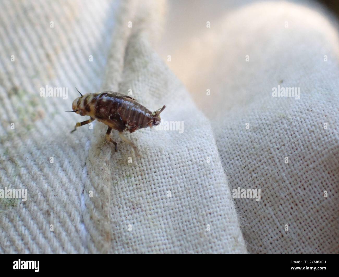 Spittlebugs and Froghoppers (Cercopoidea Stock Photo - Alamy