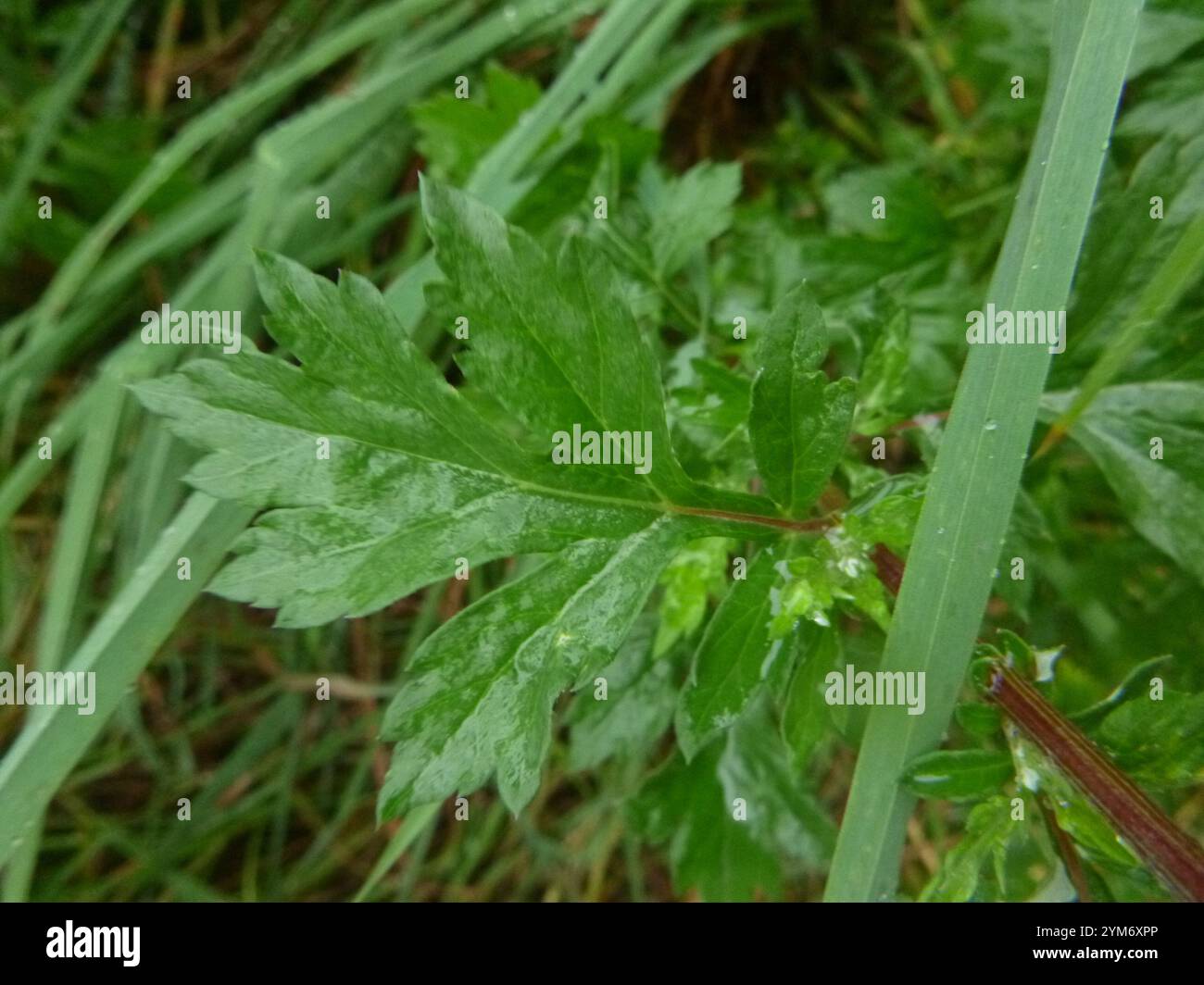 common mugwort (Artemisia vulgaris Stock Photo - Alamy