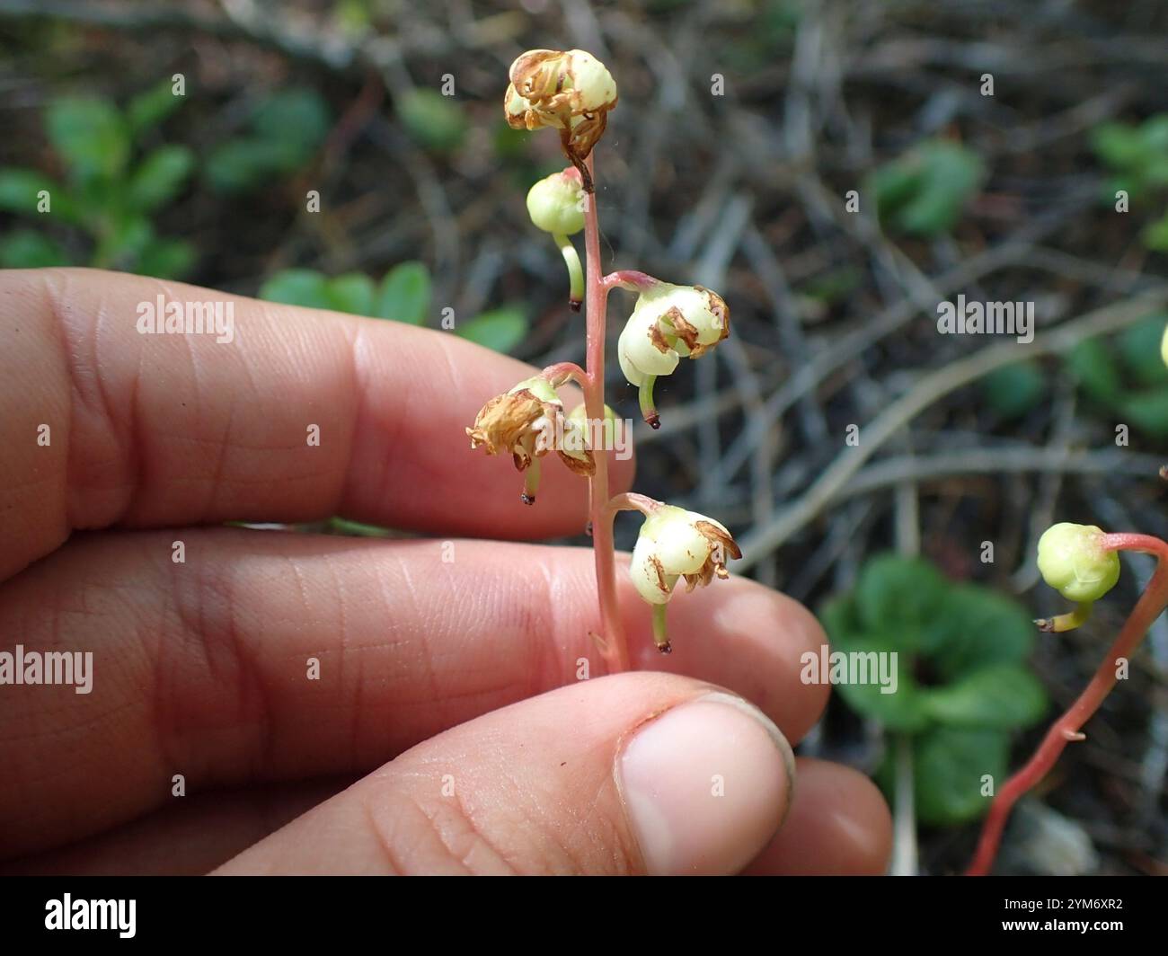 green-flowered wintergreen (Pyrola chlorantha Stock Photo - Alamy