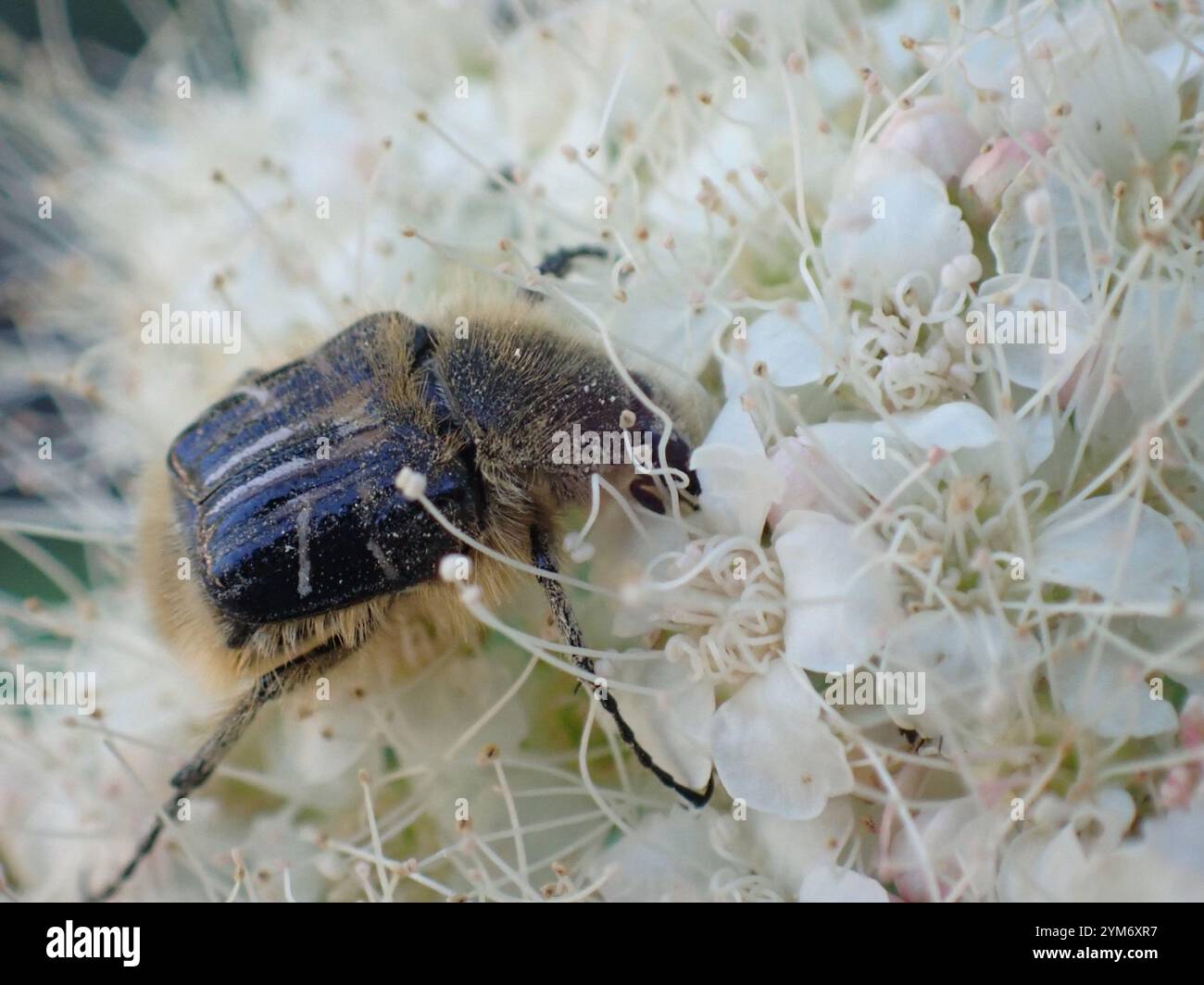 Bee-mimic Beetle (Trichiotinus assimilis Stock Photo - Alamy