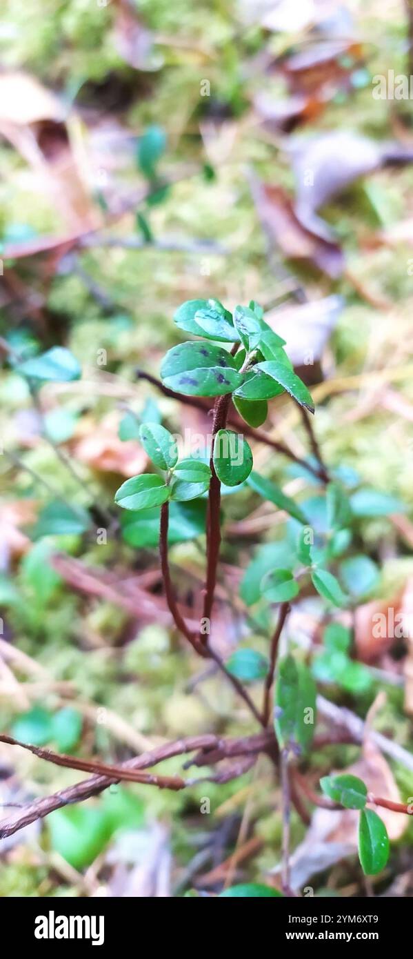 Huckleberry Broom Rust Fungus (Calyptospora columnaris Stock Photo - Alamy