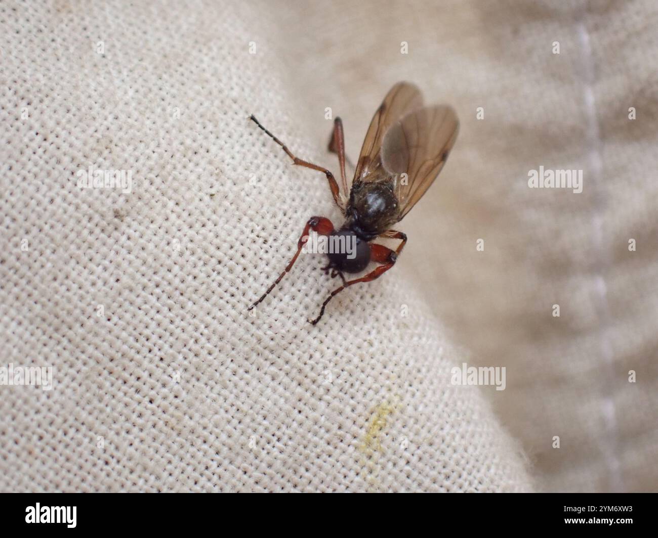 Brunnipes hi-res stock photography and images - Alamy