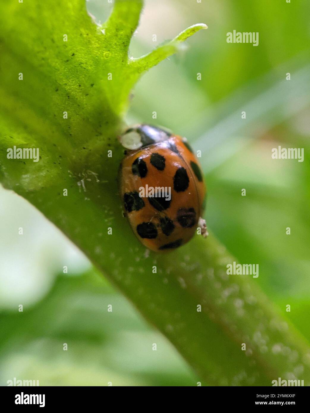 Asian Lady Beetle (Harmonia axyridis Stock Photo - Alamy