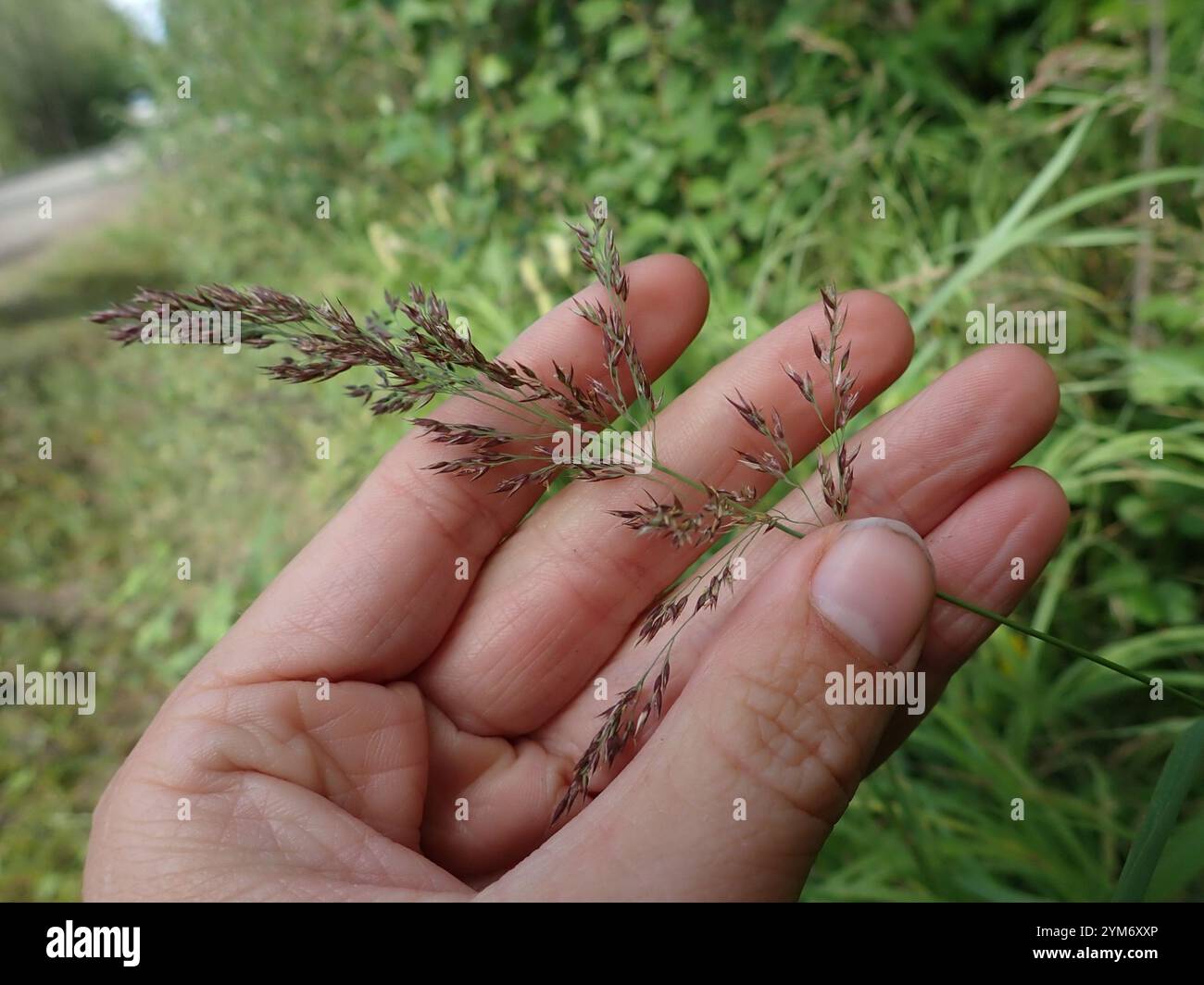 canadian bluejoint (Calamagrostis canadensis Stock Photo - Alamy