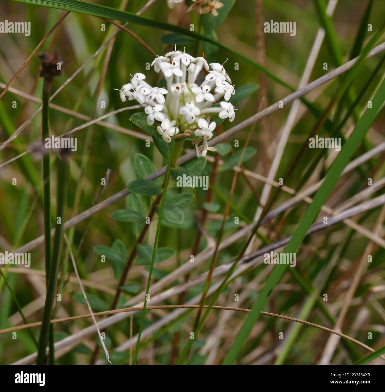 Pimelea humilis hi-res stock photography and images - Alamy