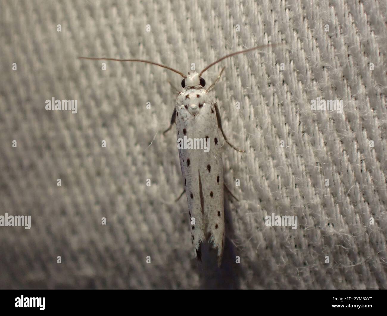 Small Ermine Moths (Yponomeuta Stock Photo - Alamy