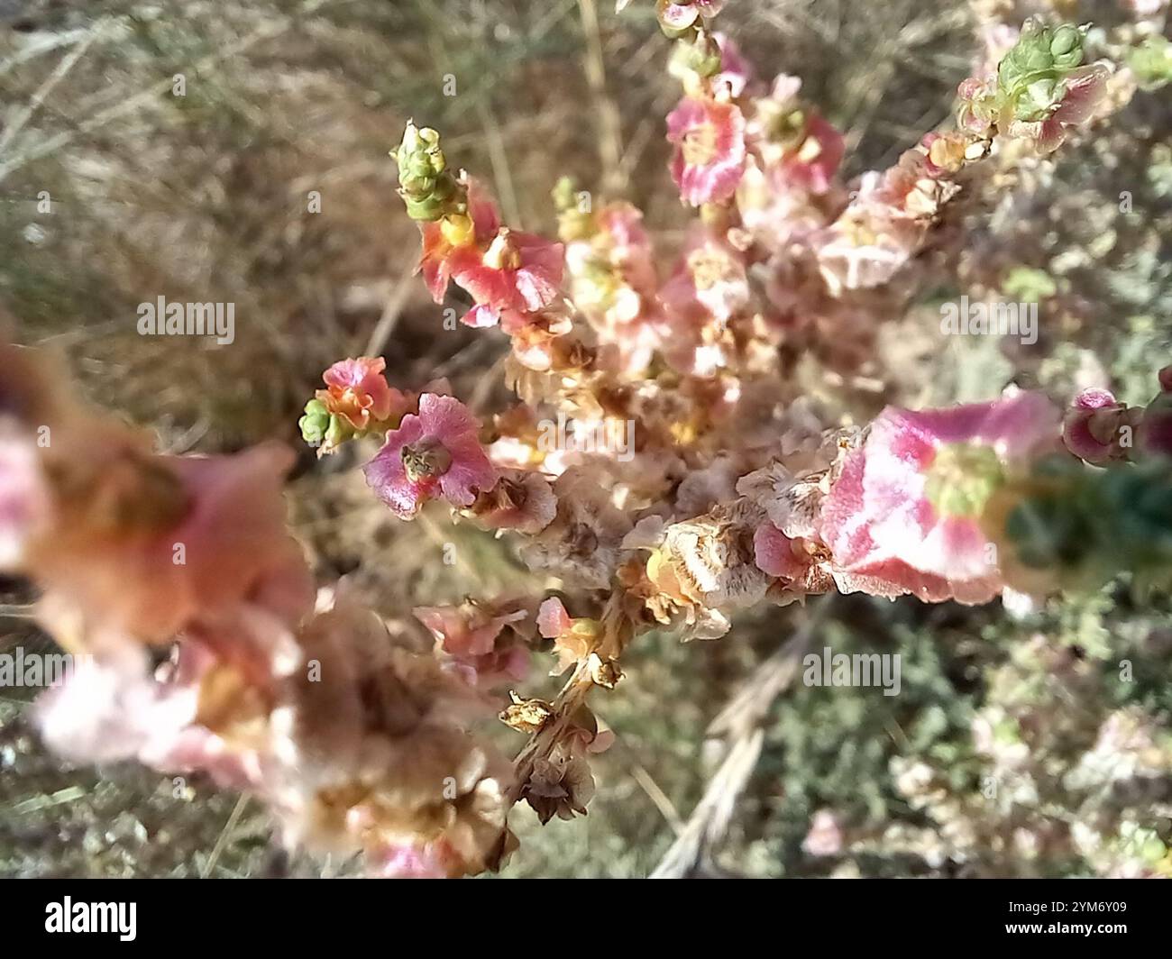 Mediterranean saltwort (Caroxylon vermiculatum Stock Photo - Alamy