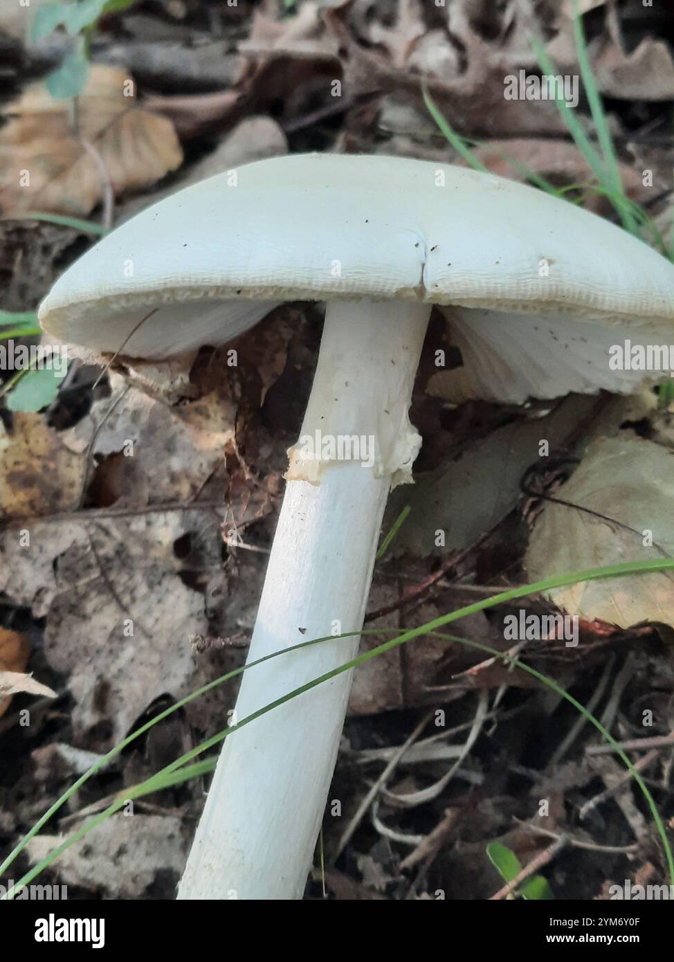 Eastern North American Destroying Angel (Amanita bisporigera Stock ...