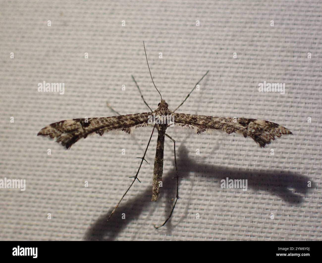 Plume Moths (Pterophoridae Stock Photo - Alamy