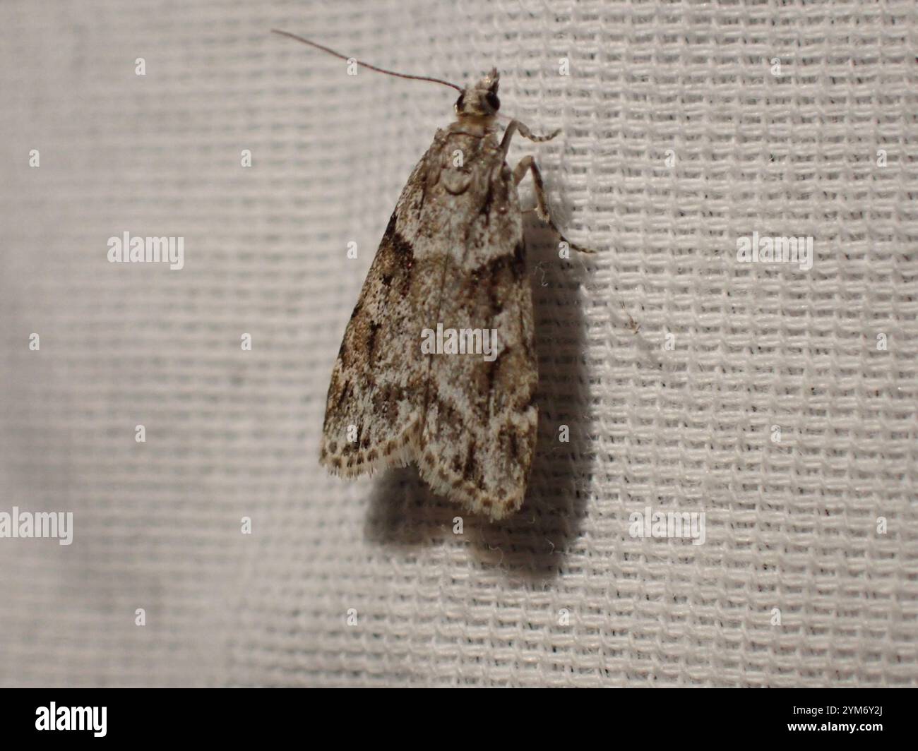 Double-striped Scoparia Moth (Scoparia biplagialis Stock Photo - Alamy