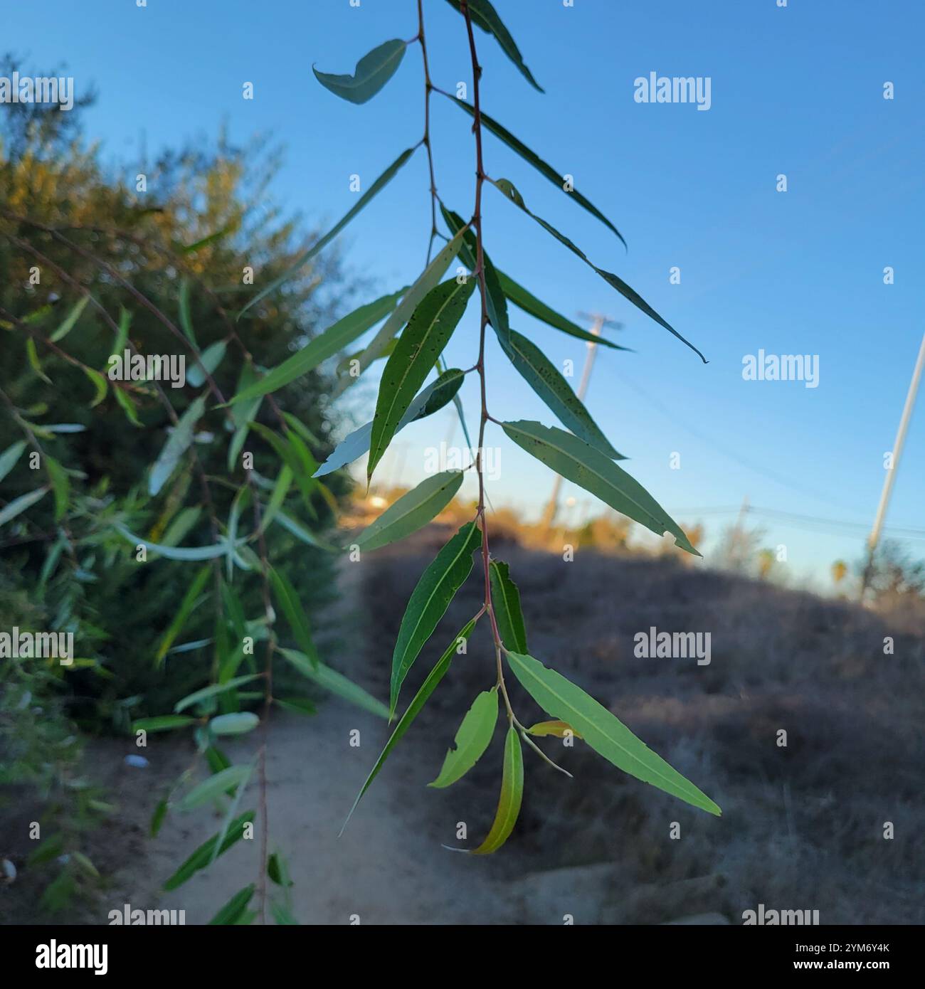 red willow (Salix laevigata Stock Photo - Alamy