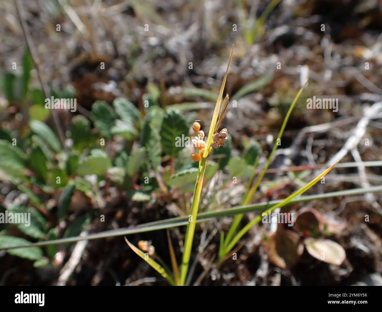 golden sedge (Carex aurea Stock Photo - Alamy