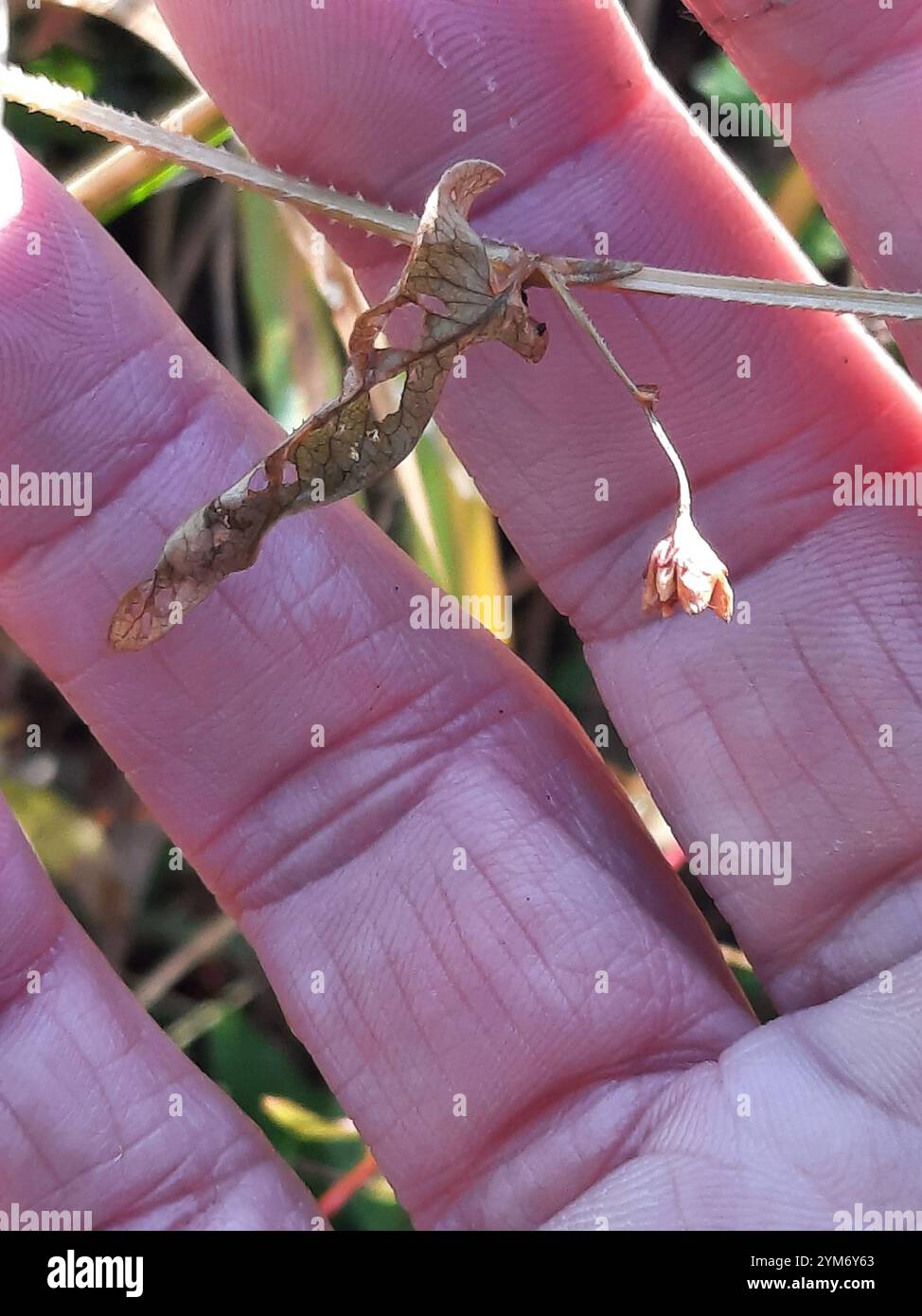 arrow-leaved tearthumb (Persicaria sagittata Stock Photo - Alamy