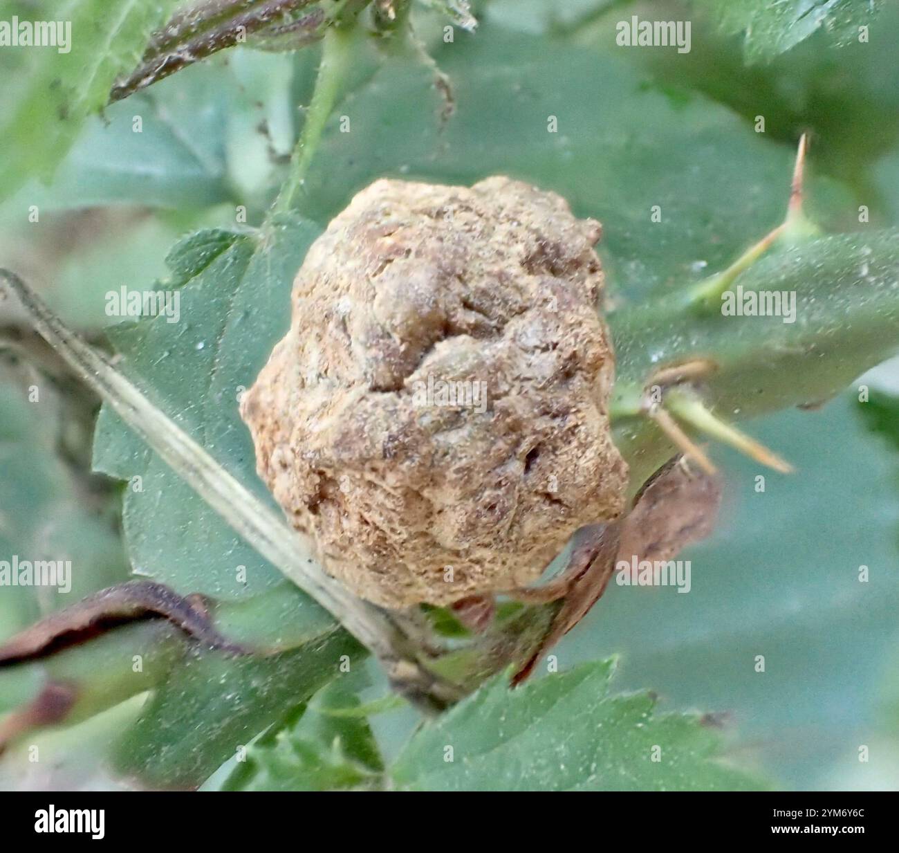 Raspberry gall midge (Lasioptera rubi Stock Photo - Alamy