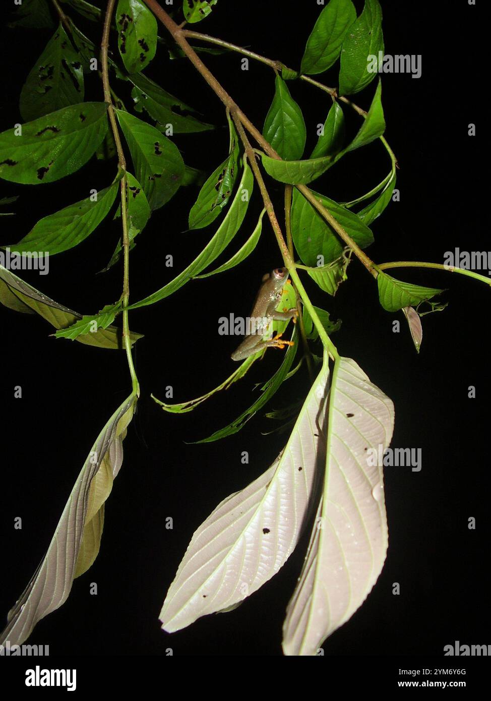 São Tomé Giant Treefrog (Hyperolius thomensis Stock Photo - Alamy