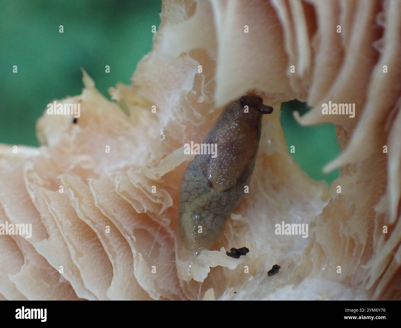 Taildropper slugs hi-res stock photography and images - Alamy