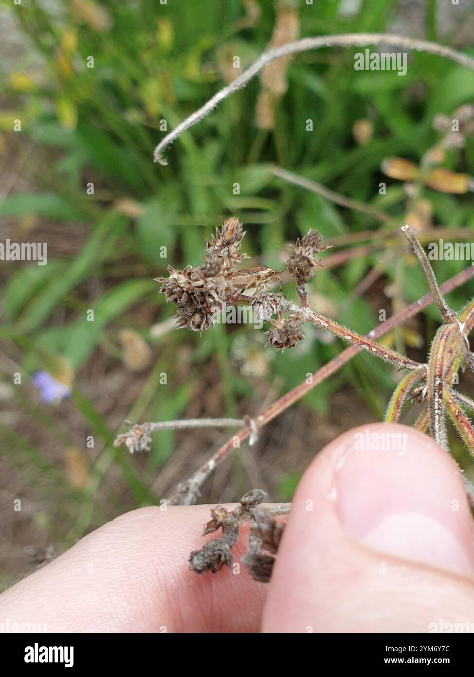 Oncocoris hi-res stock photography and images - Alamy