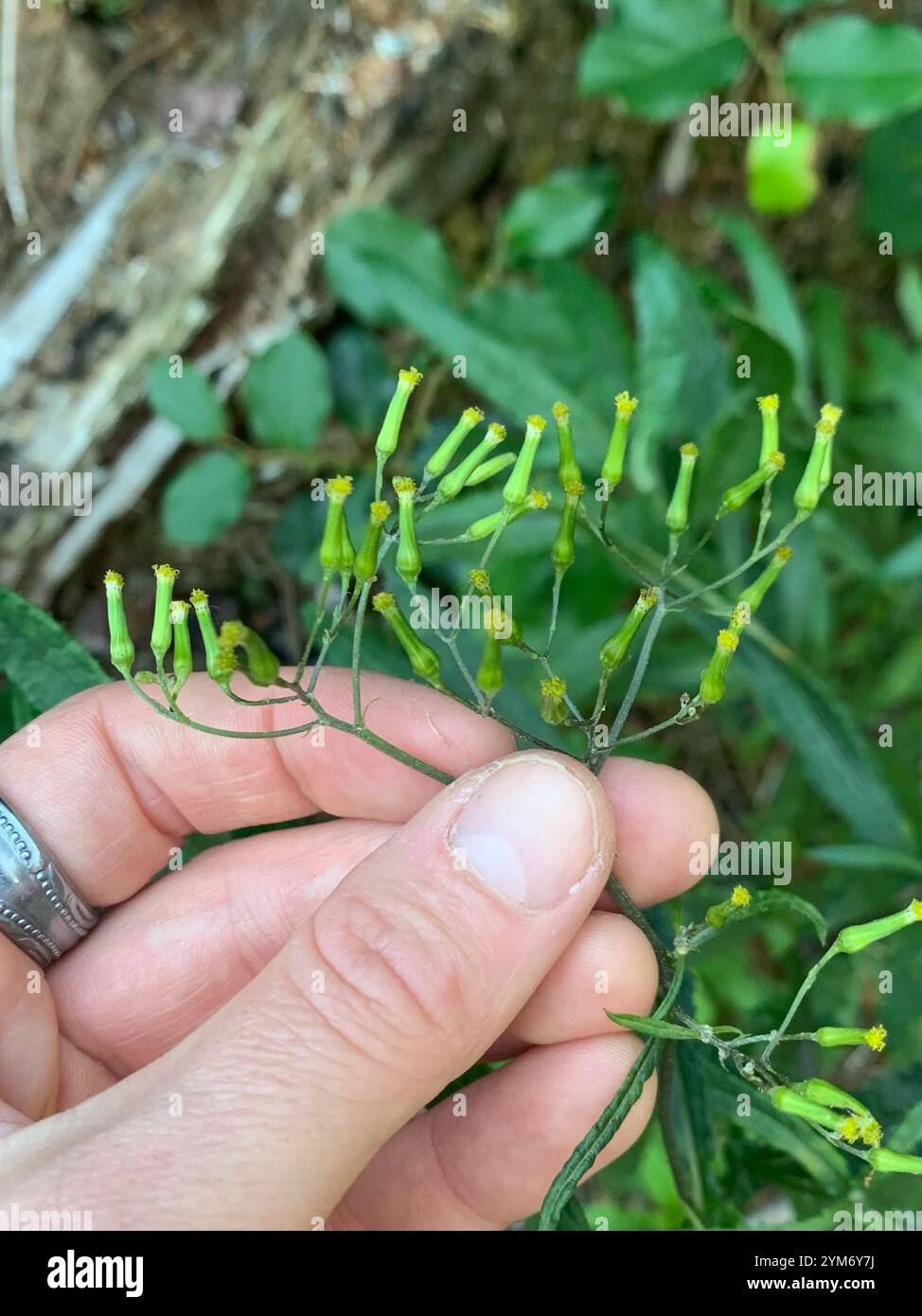 coastal burnweed (Senecio minimus Stock Photo - Alamy