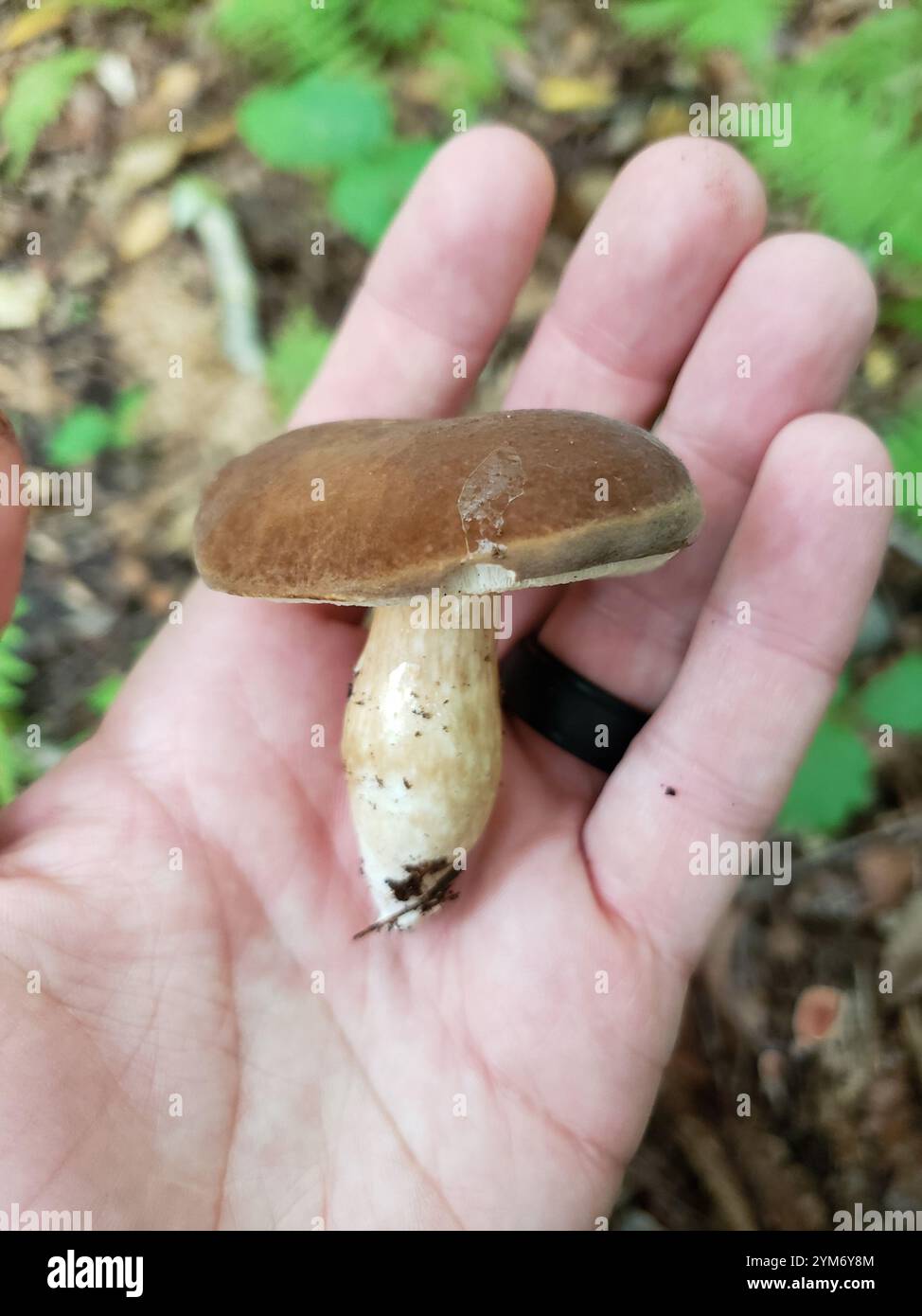 spotted bolete (Xanthoconium affine Stock Photo - Alamy