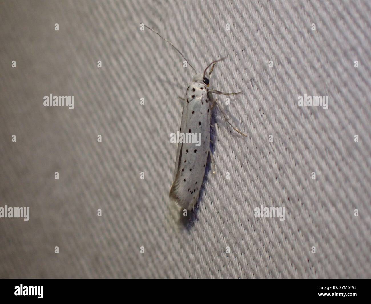 Small Ermine Moths (Yponomeuta Stock Photo - Alamy