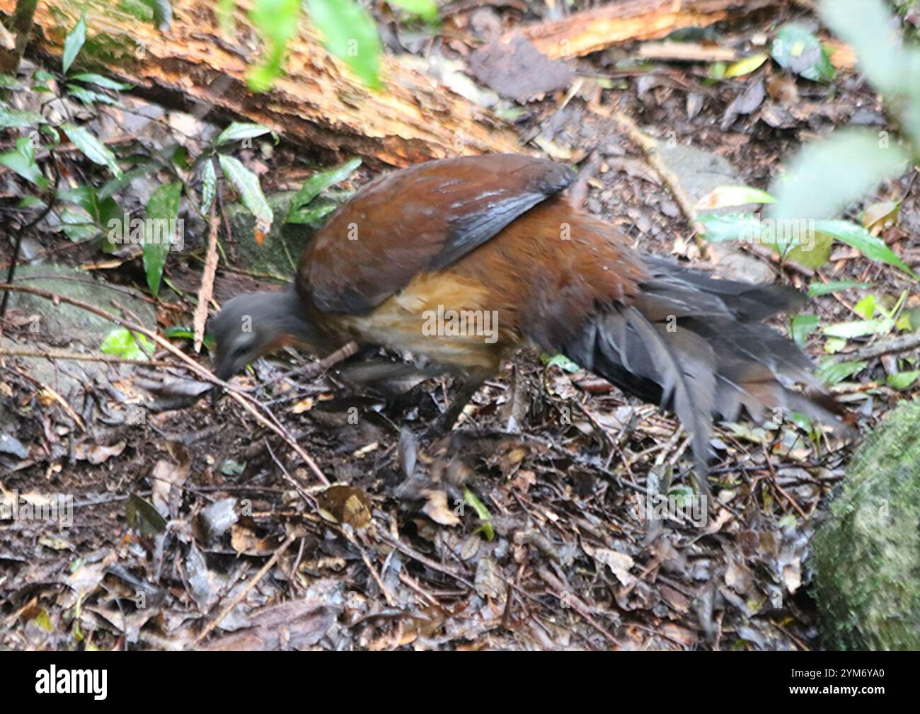 Albert's Lyrebird (Menura alberti Stock Photo - Alamy