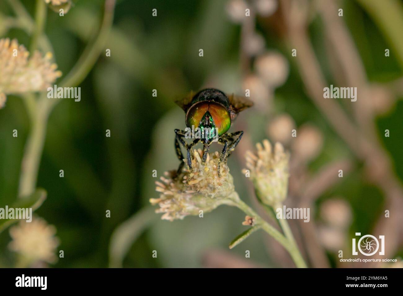 Green Jewel Fly (Ornidia obesa Stock Photo - Alamy