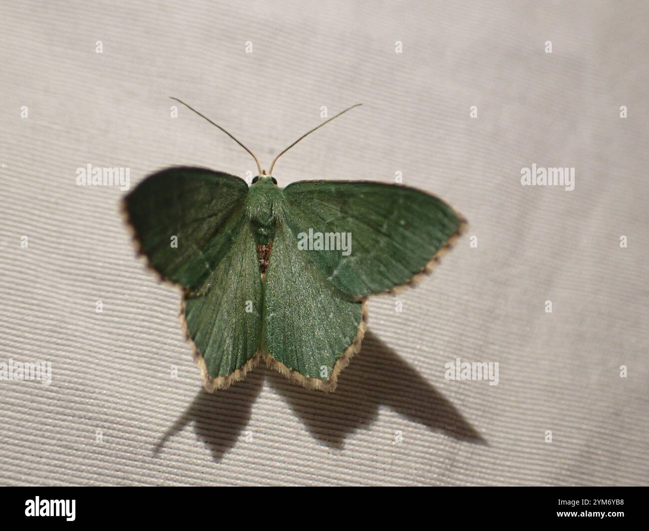 Common Emerald (Hemithea aestivaria Stock Photo - Alamy