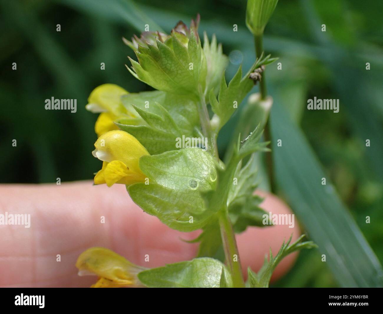 Little Yellow Rattle (Rhinanthus groenlandicus Stock Photo - Alamy