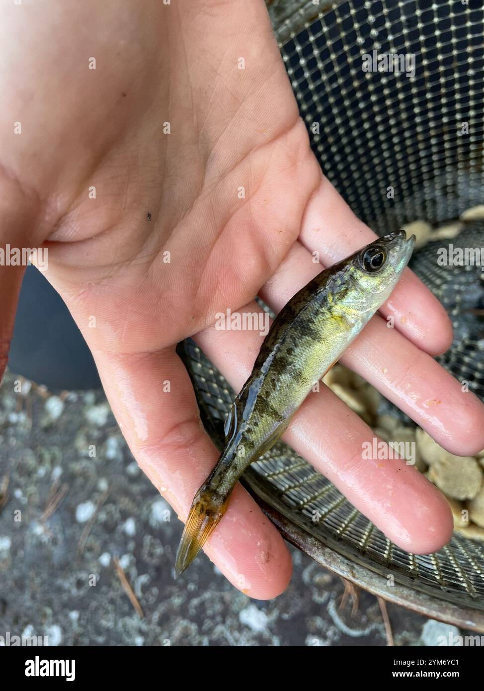 Yellow Perch (Perca flavescens Stock Photo - Alamy