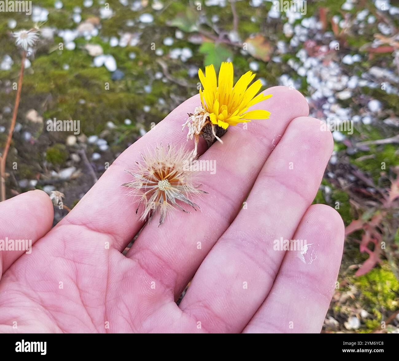Autumn Hawkbit (Scorzoneroides autumnalis Stock Photo - Alamy