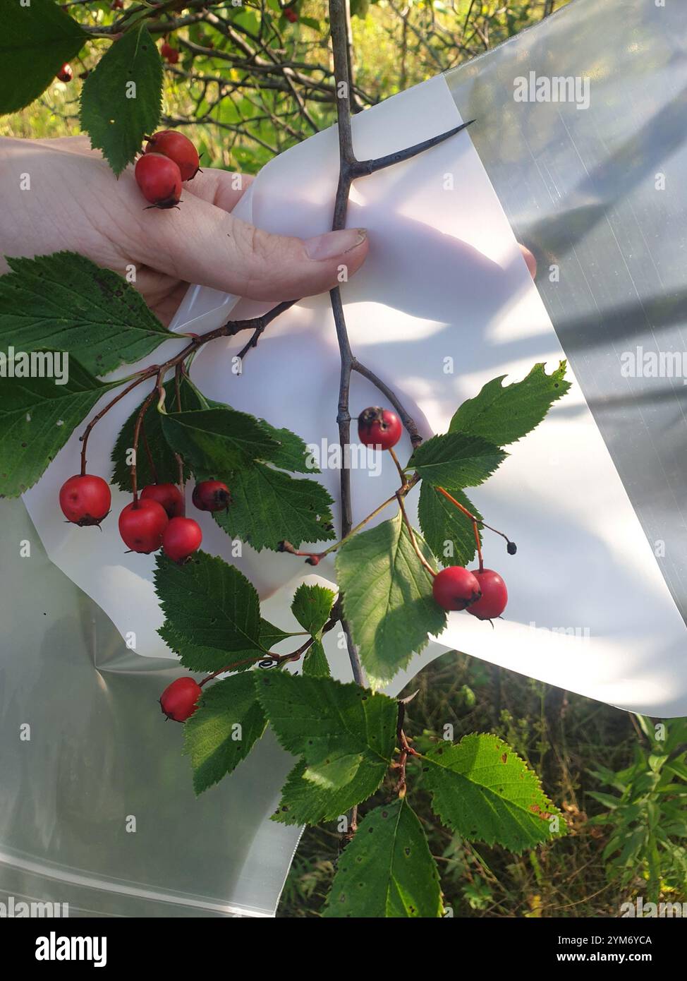 Large-thorn hawthorn (Crataegus macracantha Stock Photo - Alamy