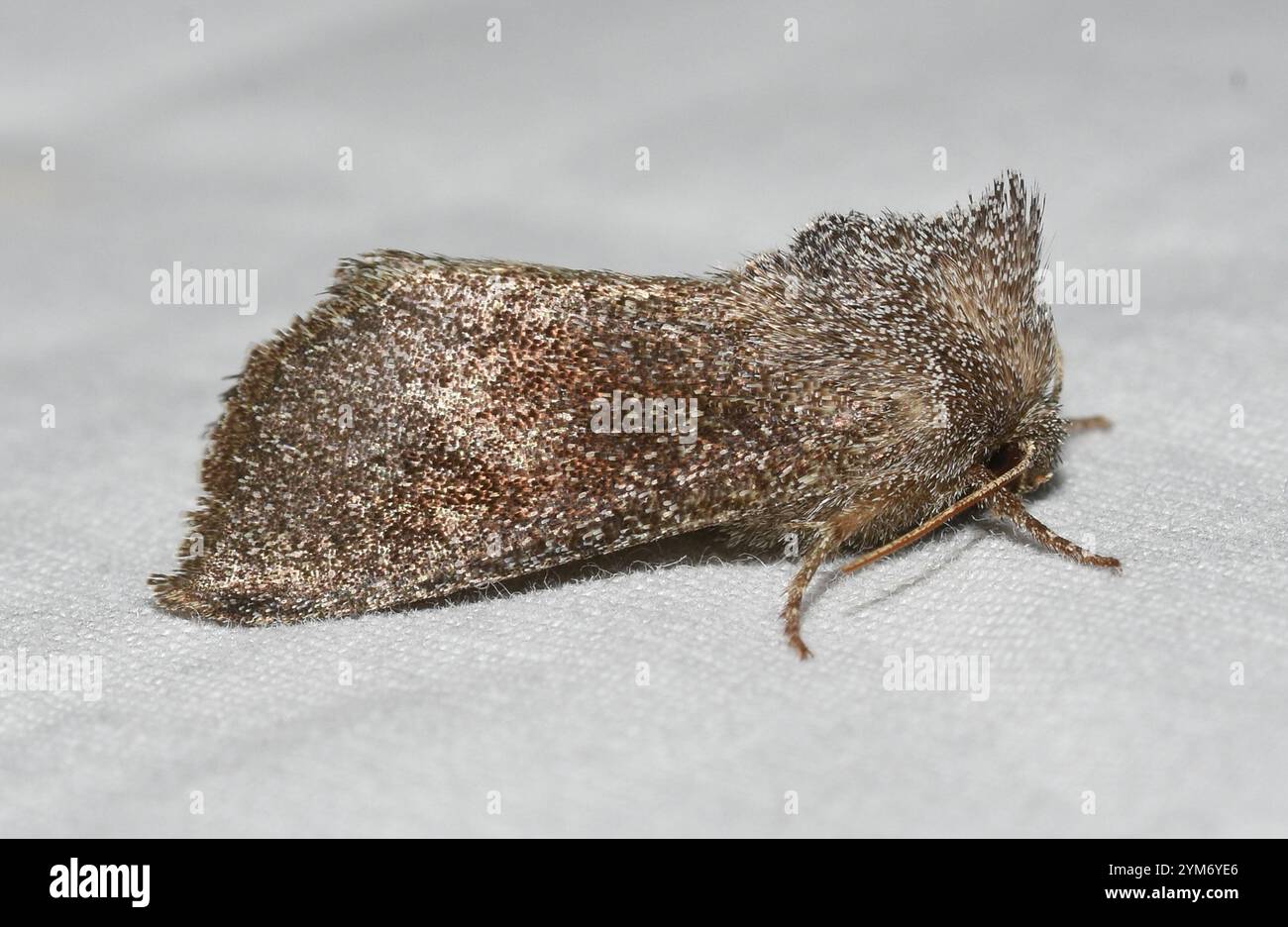 Sunflower Borer Moth (Papaipema necopina Stock Photo - Alamy