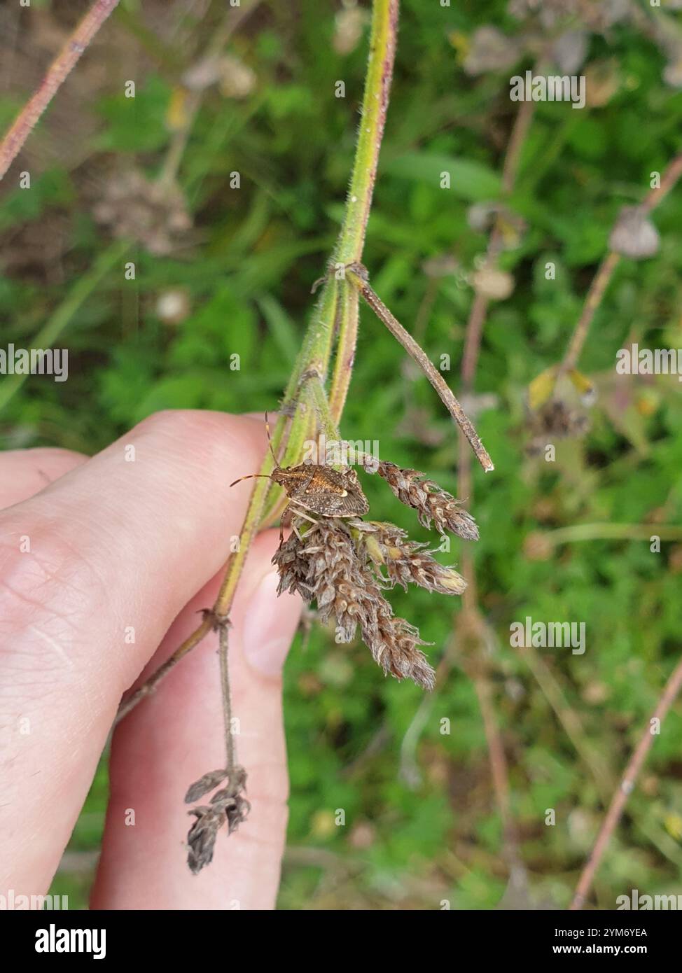 Oncocoris hi-res stock photography and images - Alamy