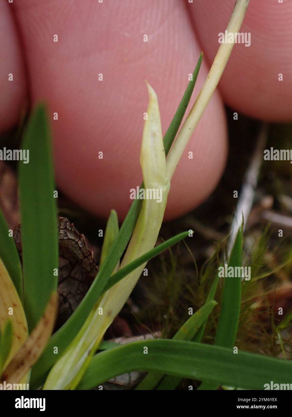 tofieldia family (Tofieldiaceae Stock Photo - Alamy