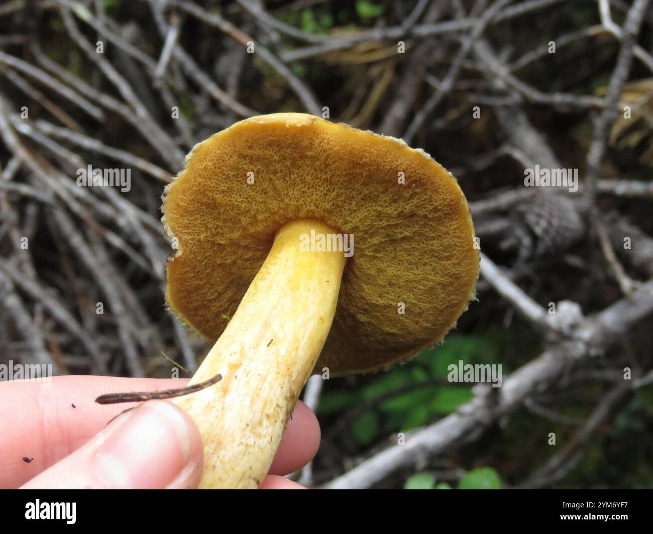 Blue-staining Slippery Jack (Suillus tomentosus Stock Photo - Alamy