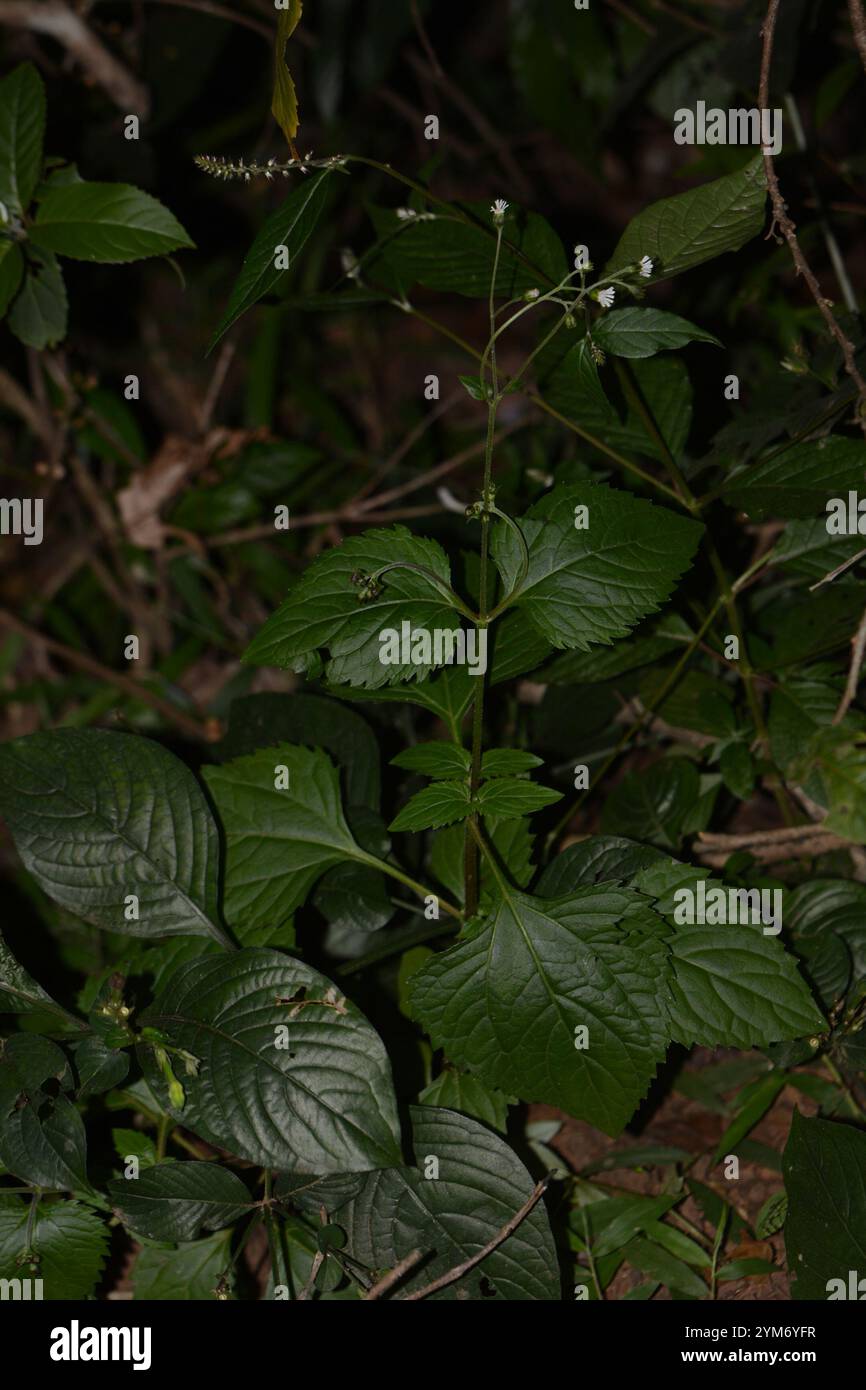 (Adenostemma lavenia lavenia Stock Photo - Alamy