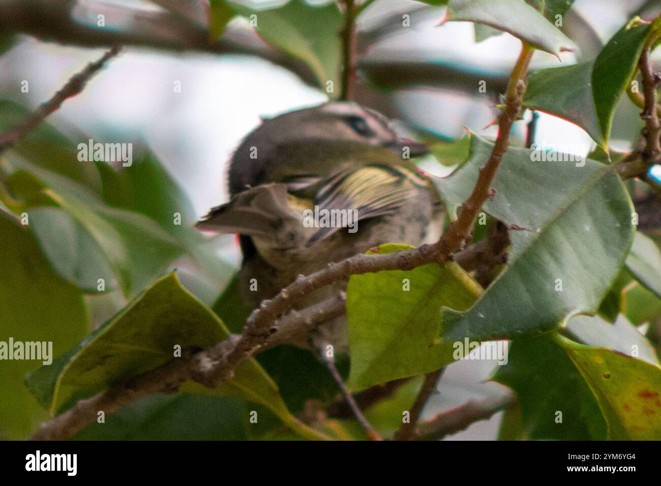 Golden-crowned Kinglet (Regulus satrapa Stock Photo - Alamy