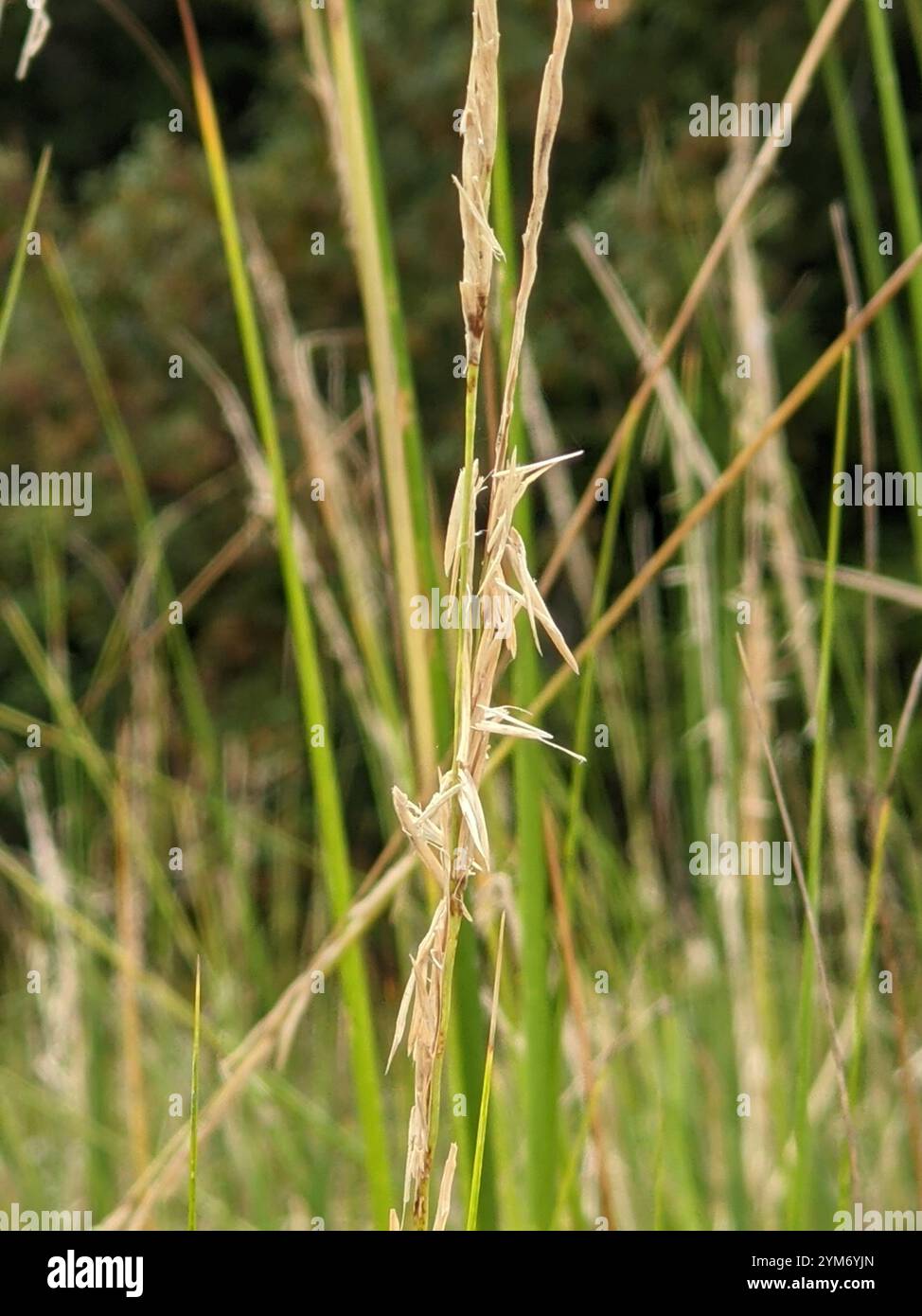 Saltmarsh Cordgrass (Sporobolus alterniflorus Stock Photo - Alamy