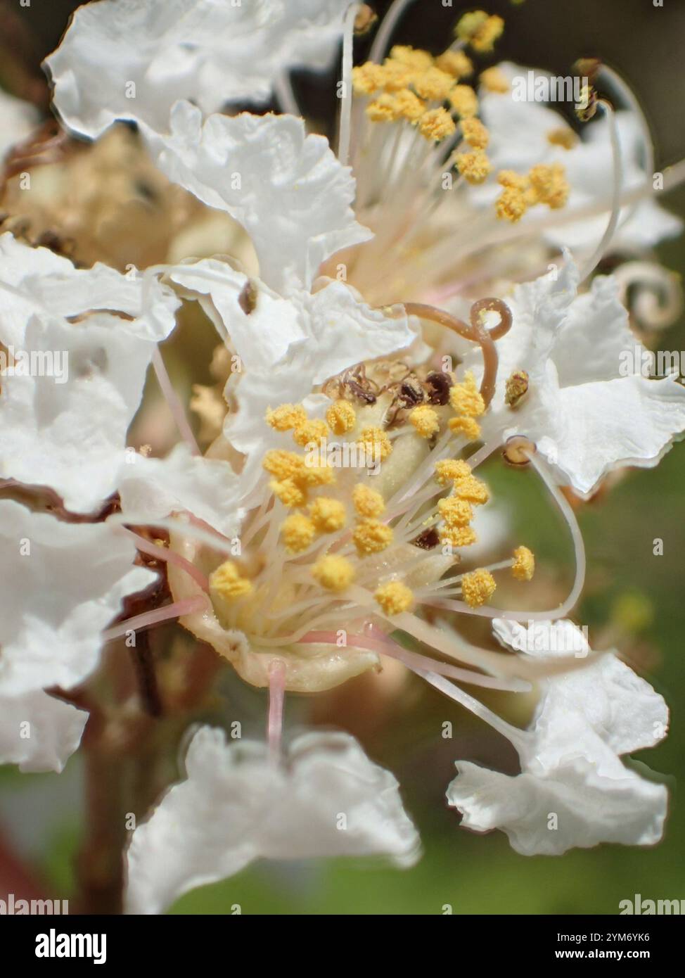 Subcostate Crape Myrtle (Lagerstroemia subcostata Stock Photo - Alamy