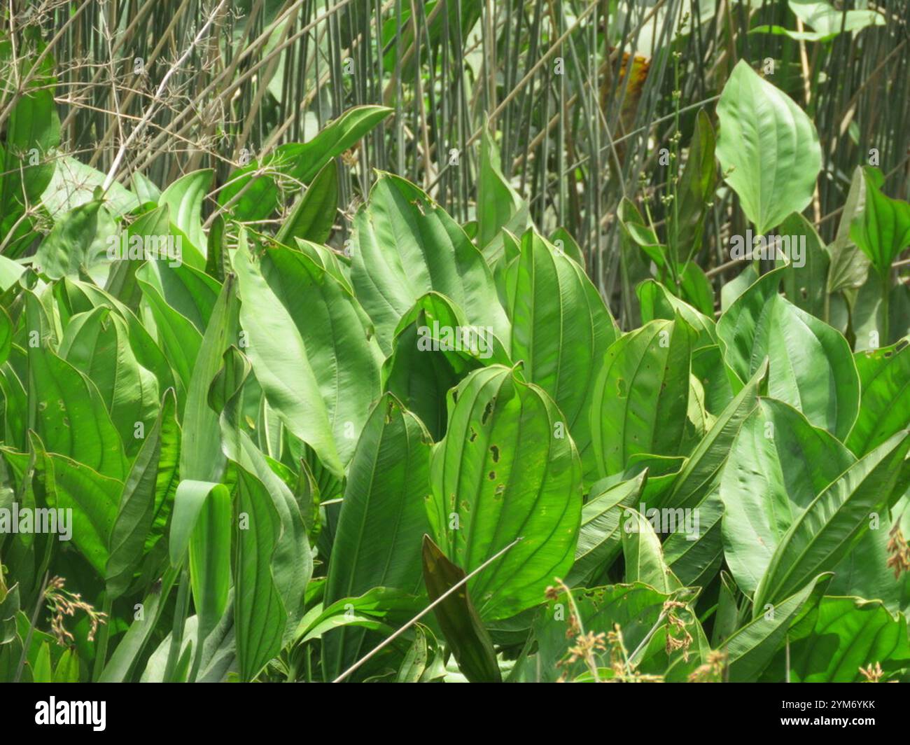 Large-flowered Amazon (Echinodorus grandiflorus Stock Photo - Alamy