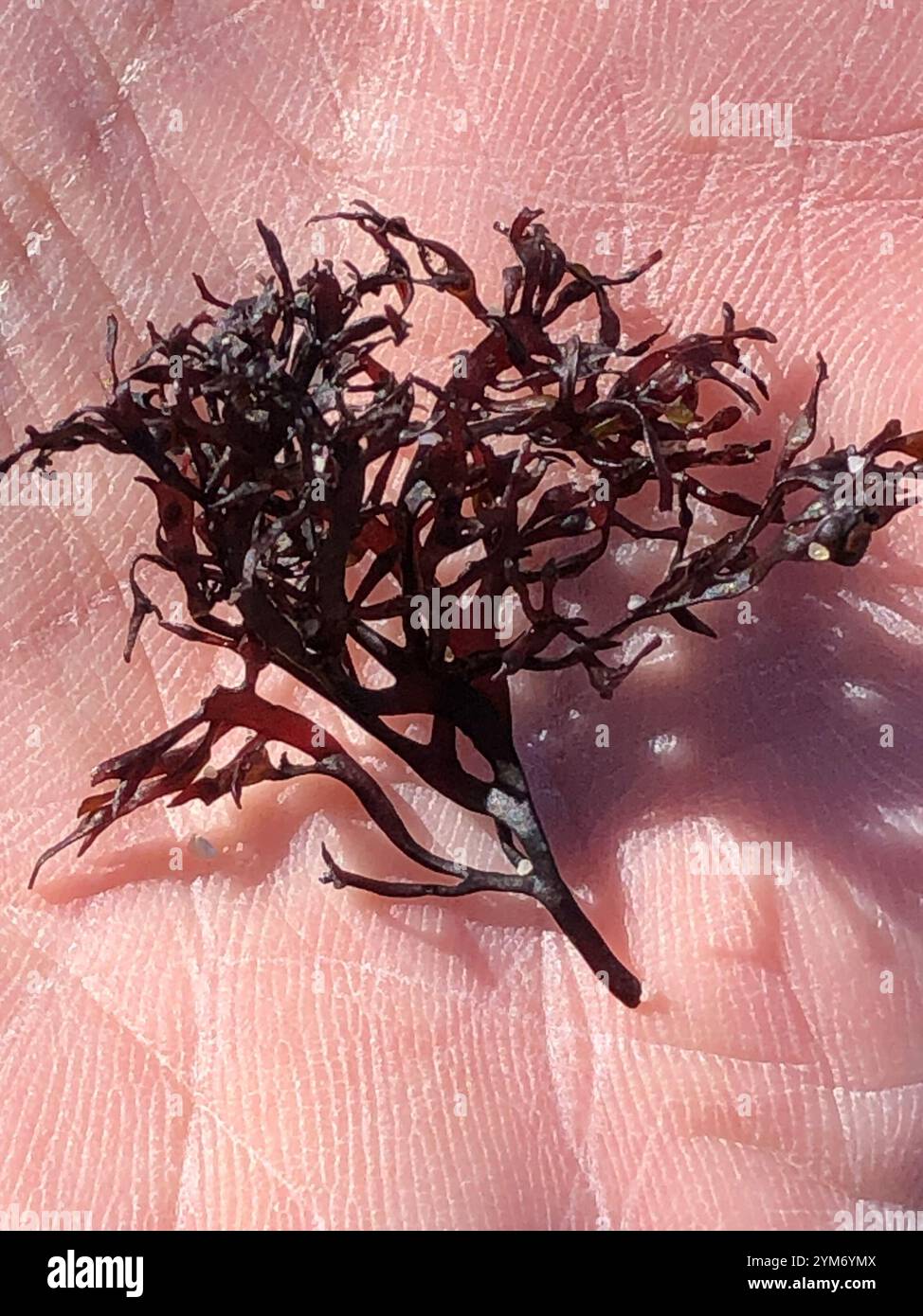 red algae (Rhodophyta Stock Photo - Alamy