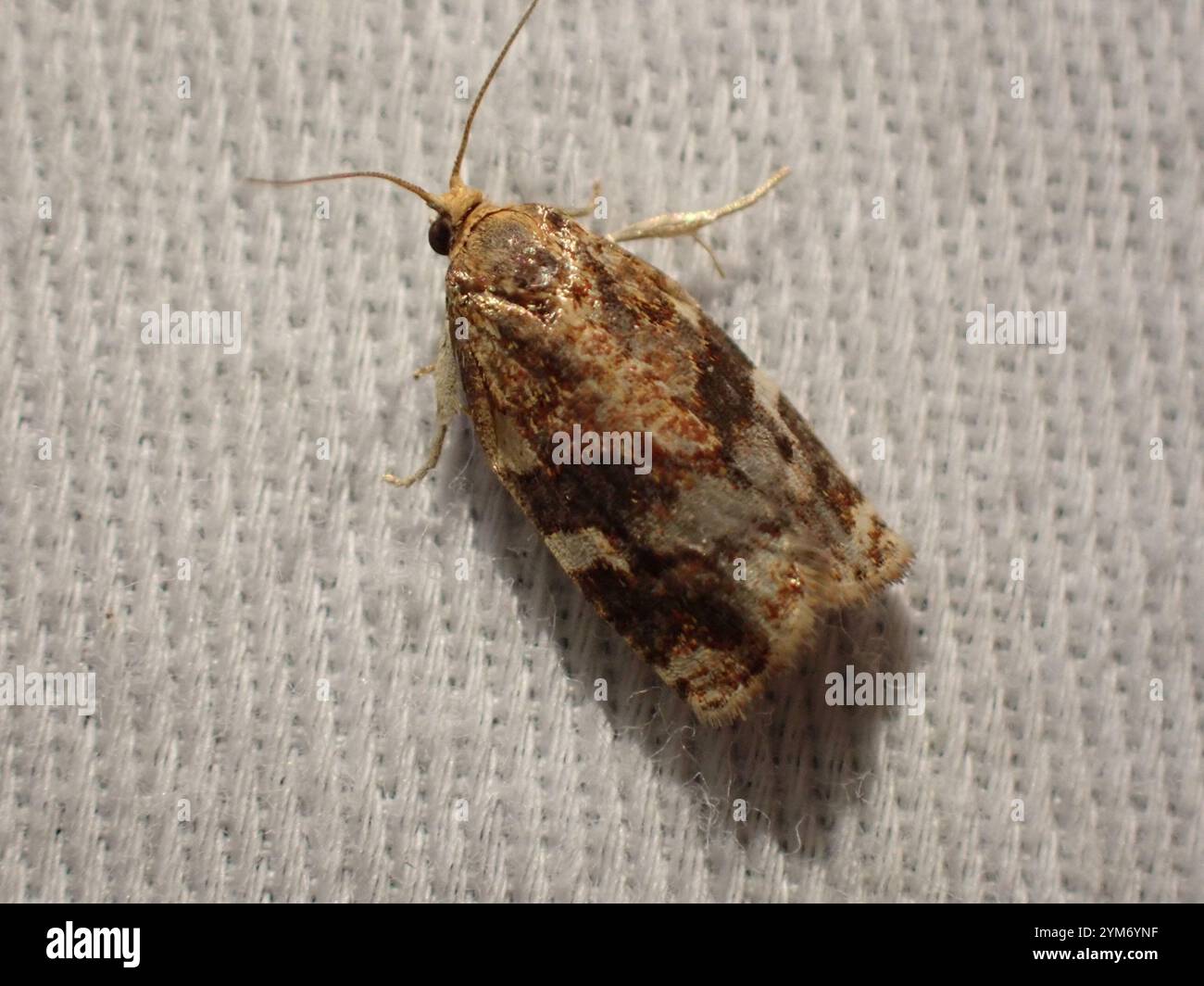 Fruit-tree Leafroller Moth (Archips argyrospila Stock Photo - Alamy
