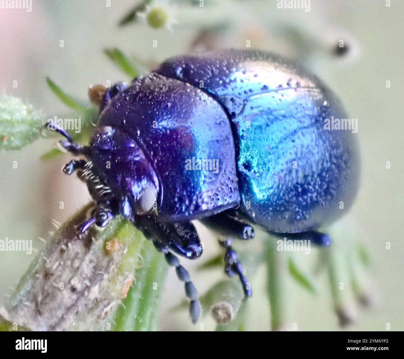 Mint beetle (Chrysolina coerulans Stock Photo - Alamy