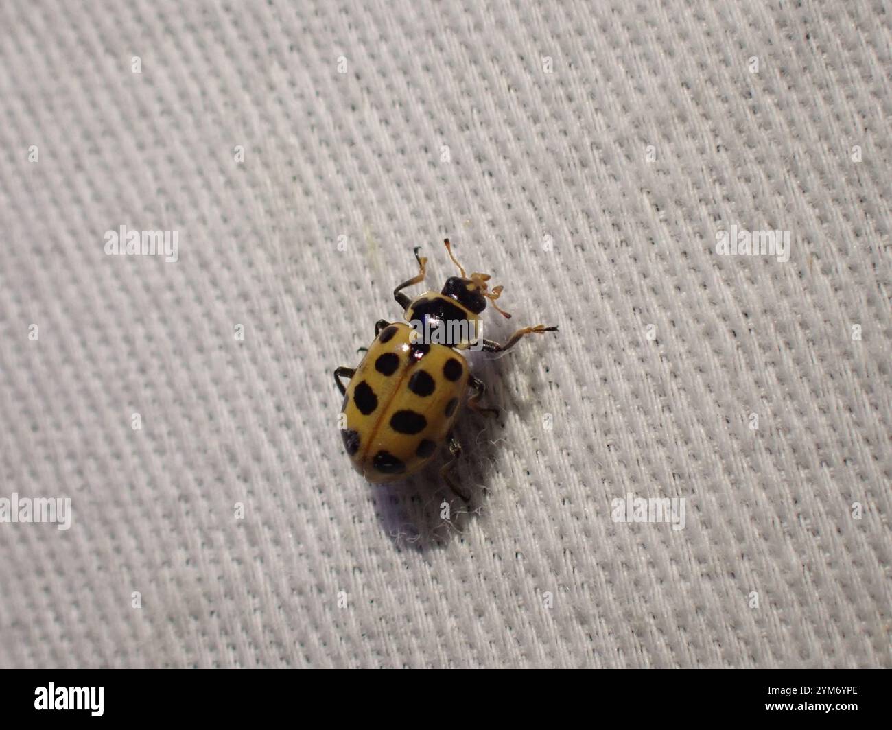Thirteen-spotted Lady Beetle (Hippodamia tredecimpunctata Stock Photo ...