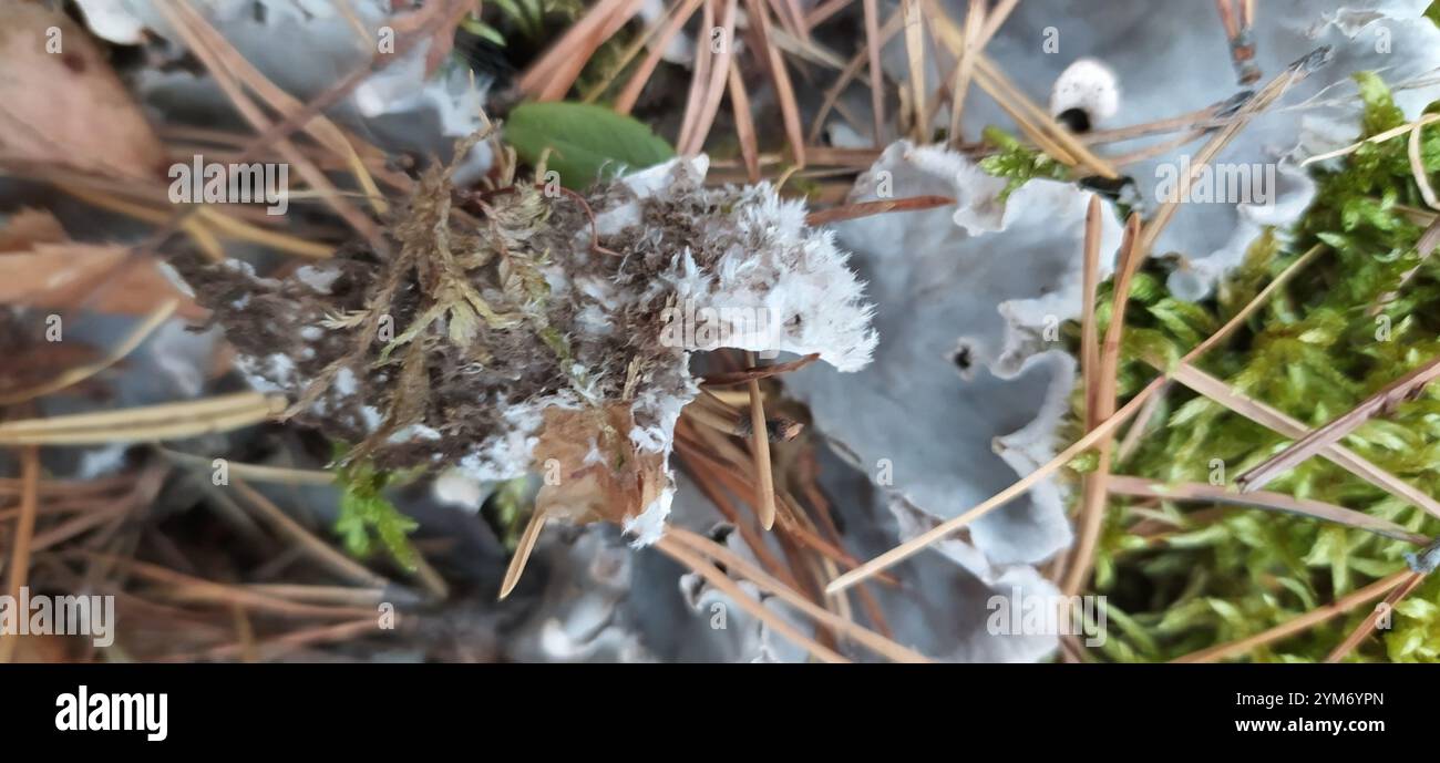 dog pelt lichen (Peltigera canina Stock Photo - Alamy