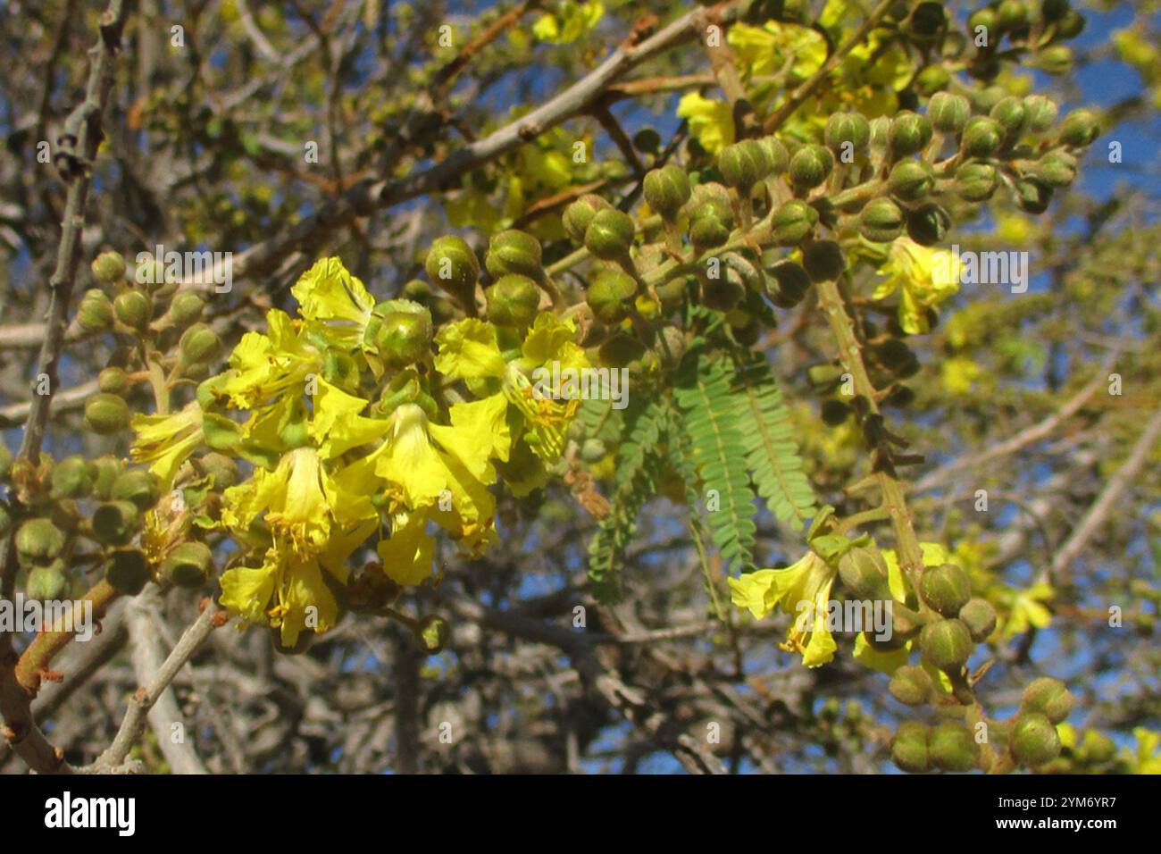 Weeping wattle (Peltophorum africanum Stock Photo - Alamy